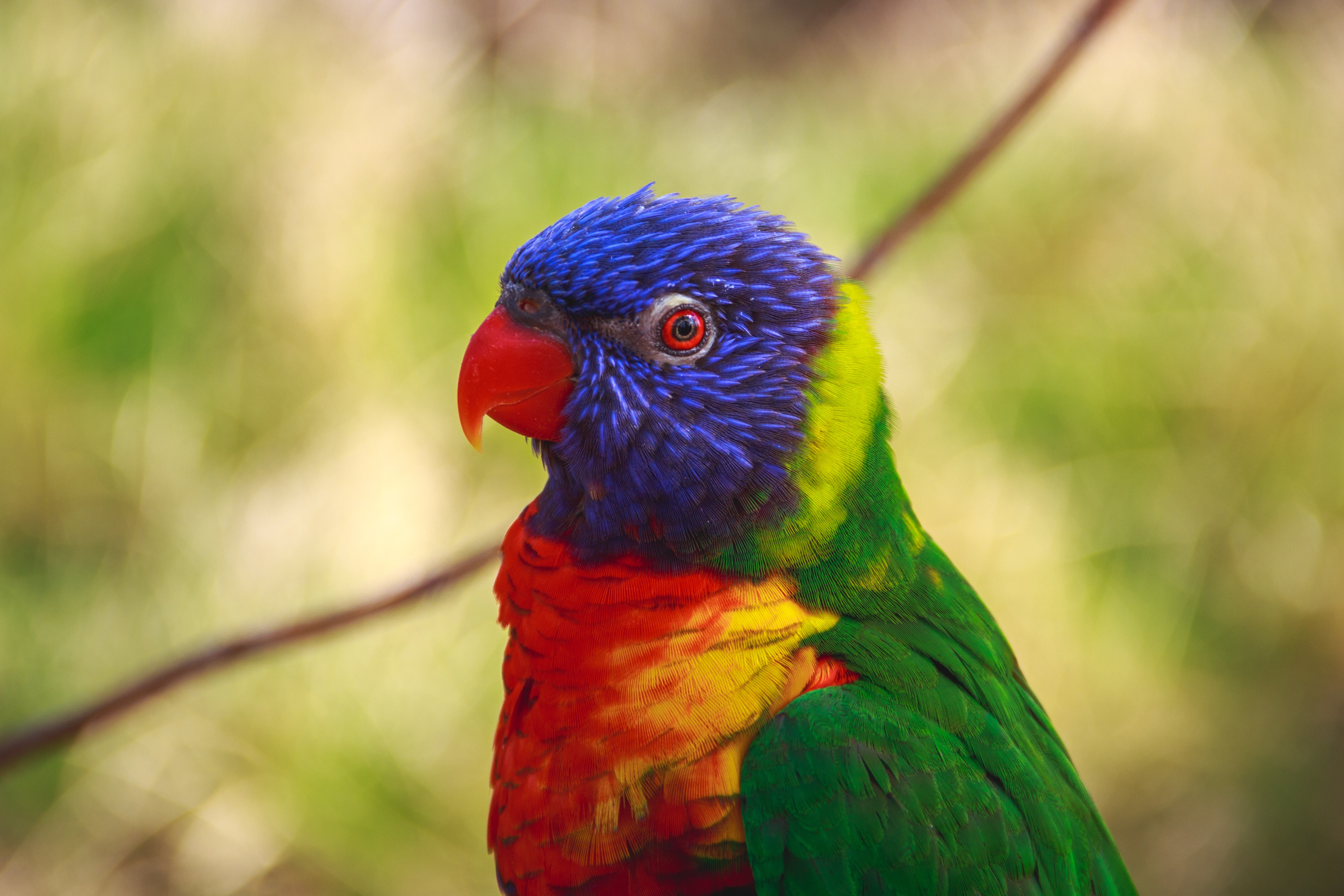 Red And Blue Parakeet